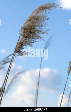 Sprigs of reeds on the background of the cloudy sky Stock Photo - Alamy