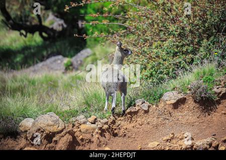 Cute and Small Antelope Klipspringer jumping on the Simien Mountains ...