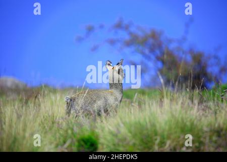 Cute and Small Antelope Klipspringer jumping on the Simien Mountains ...