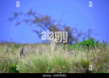 Cute and Small Antelope Klipspringer jumping on the Simien Mountains ...