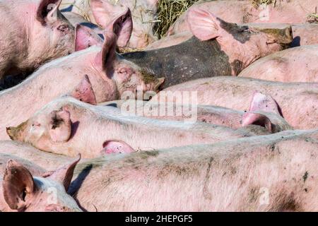 flock of pigs in a bio farm in Usedom Stock Photo - Alamy