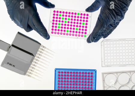 Enzyme Linked Immunosorbent Assay in a 96 well plate Stock Photo - Alamy