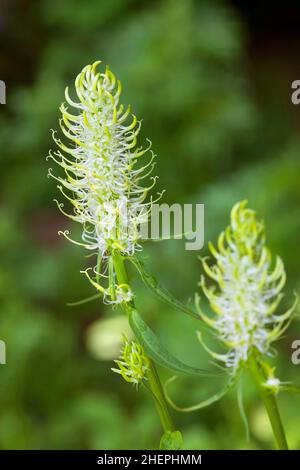 spiked rampion (Phyteuma spicatum), inflorescences, Germany Stock Photo ...