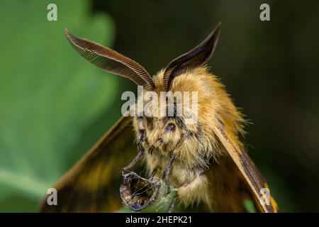Brahmin moth (Lemonia dumi), male sitting at a stem, dorsal view ...