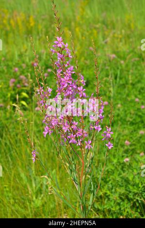 Chamerion angustifolium, commonly known as fireweed, is a flowering ...