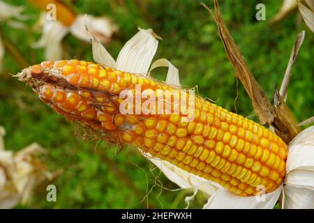 Moldy corn. View of corn with Ear Rot, damage commonly caused by insect ...
