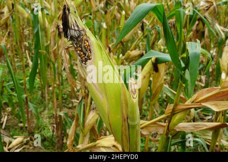 Moldy corn. View of corn with Ear Rot, damage commonly caused by insect ...