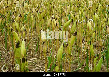 Moldy corn. View of corn with Ear Rot, damage commonly caused by insect ...