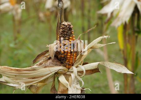 Moldy corn. View of corn with Ear Rot, damage commonly caused by insect ...