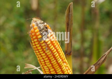 Moldy corn. View of corn with Ear Rot, damage commonly caused by insect ...