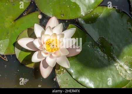 beautiful blooming water lilly swims in the pond Stock Photo - Alamy