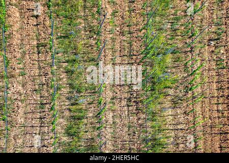 aerial backgroound of vineyards in green color Stock Photo - Alamy