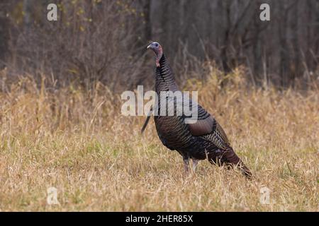 Autumn eastern wild turkey in northern Wisconsin Stock Photo - Alamy