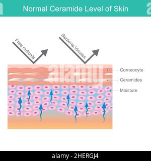 Layers Of Human Skin. Epidermis (horny layer and granular layer ...