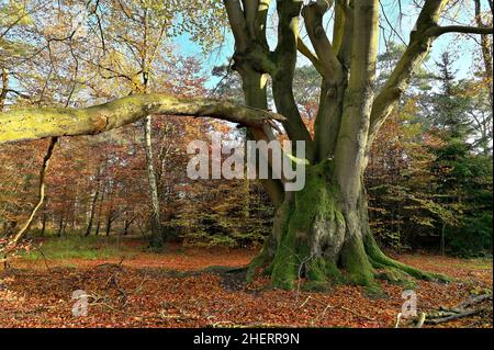 Multi-trunked old copper beech (Fagus sylvatica) in autumn, Lower Rhine ...