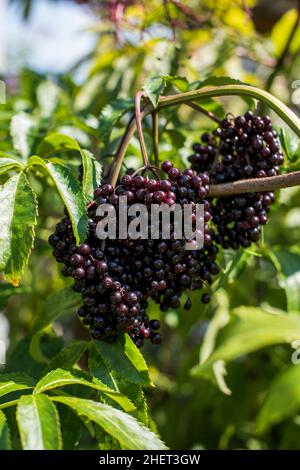 Elderberry, Sambucus nigra, dark purple berries from European elder ...