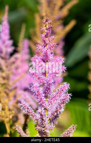 A vertical closeup of the false goat's beard, Astilbe arendsii in the ...
