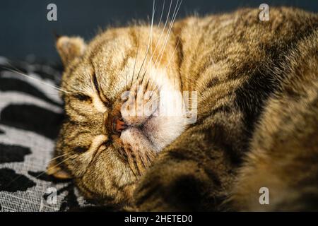 Beautiful sleeping bicolor striped scottish fold cat portrait, blurred ...