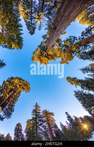 beautiful old sequoia trees under blue sky Stock Photo - Alamy