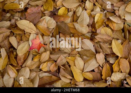 Magnolia autumn leaves (Magnolia virginiana) after autumn leaf fall ...