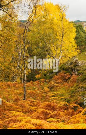 Several birch or aspen trees in autumn with golden leaves Stock Photo ...