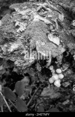 Chaotic natural patterns and textures formed as trees age and ...