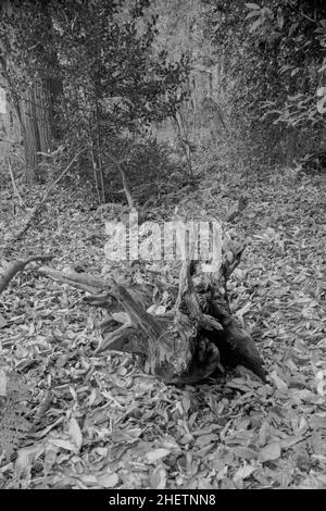 Chaotic natural patterns and textures formed as trees age and ...