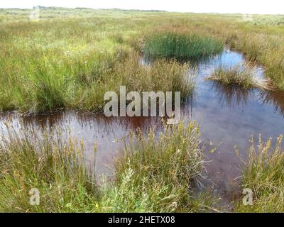 Salt marshes on Borkum island, Germany Stock Photo - Alamy