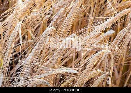 corn field detail before crop Stock Photo - Alamy