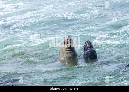 shouting male young sealion in the ocean Stock Photo - Alamy
