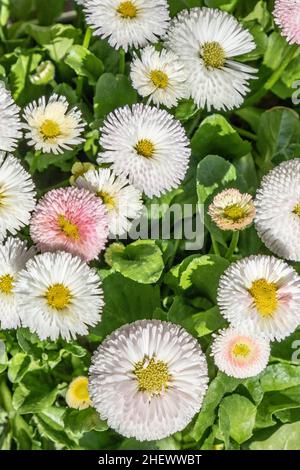 detail of spring flowers as a symbol of blooming season Stock Photo - Alamy