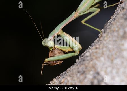 Arizona Mantis (Stagmomantis limbata Stock Photo - Alamy