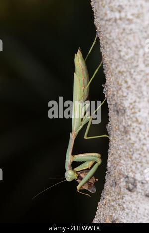 Arizona Mantis (Stagmomantis limbata Stock Photo - Alamy