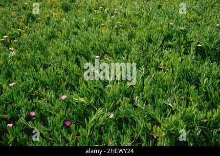 botany, Carpobrotus, (Carpobrotus), Ice Plant, (Carpobrotus ...