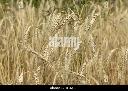 ripe golden corn emmer grows at the field Stock Photo - Alamy