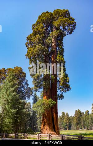 tall and big sequoias in beautiful sequoia national park Stock Photo ...
