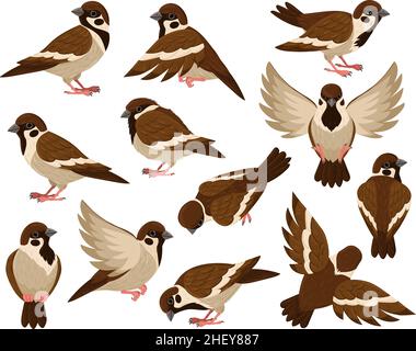 cute little bird animal character Stock Vector Image & Art - Alamy
