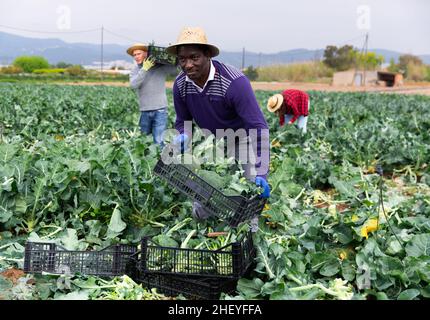 African man farmer harvesting broccoli at a farm Stock Photo - Alamy