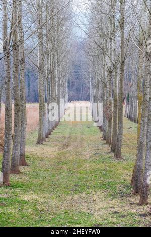 The awakening of spring among flowers, meadows and ancient mills Stock ...
