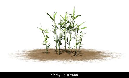 Switch Cane plant on sand area - isolated on white background Stock ...
