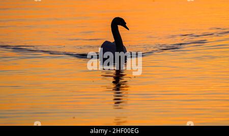 Christchurch, UK. 13th Jan 2022. Roger Lampert has spent two years ...