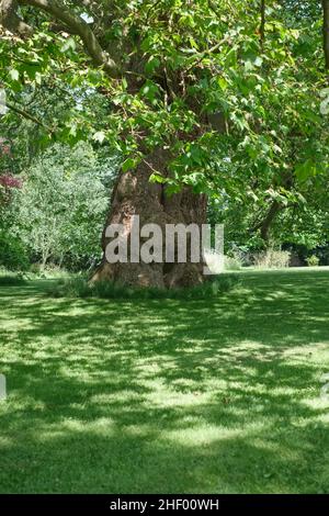Platanus Orientalis. Oriental plane tree in autumn at Westonbirt ...