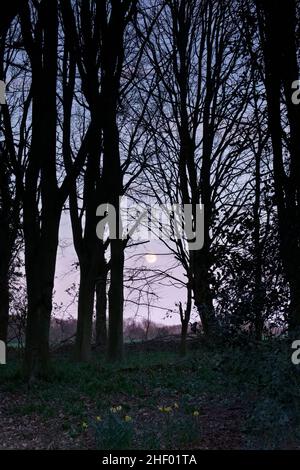 Full Moon rising through woodland trees Norfolk UK Stock Photo - Alamy