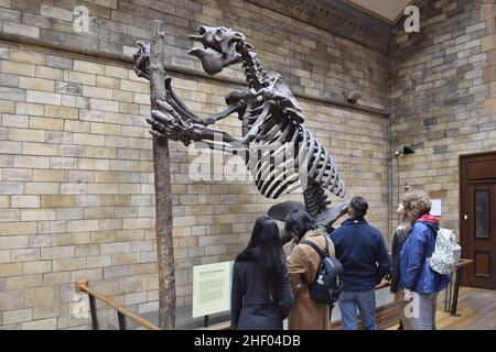 Giant Ground Sloth Skeleton in Natural History Museum, London, England ...