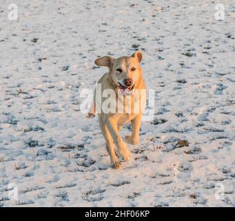 young labrador dog enjoys running along the snow covered field Stock ...
