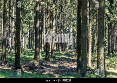 fir trees in afternoon light in the german forest Stock Photo - Alamy