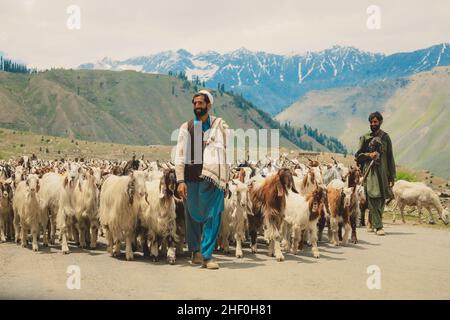 Gilgit Baltistan, Pakistan - July 08, 2021: Pakistan Shepherds in ...