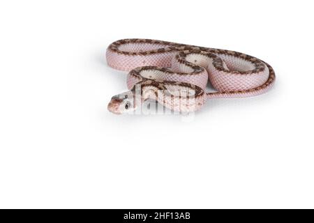 Baby white sided Texas rat snake or Elaphe obsoleta lindheimeri ...