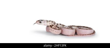 Baby white sided Texas rat snake or Elaphe obsoleta lindheimeri ...
