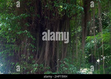 Aerating root; pneumatophore root - species of trees from the mangrove ...